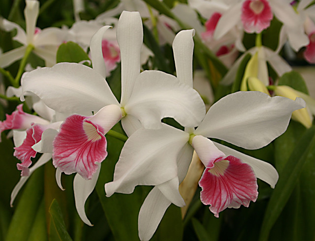 C. (L.) purpurata var. carnea 'Alto' x self |Odoms Orchids