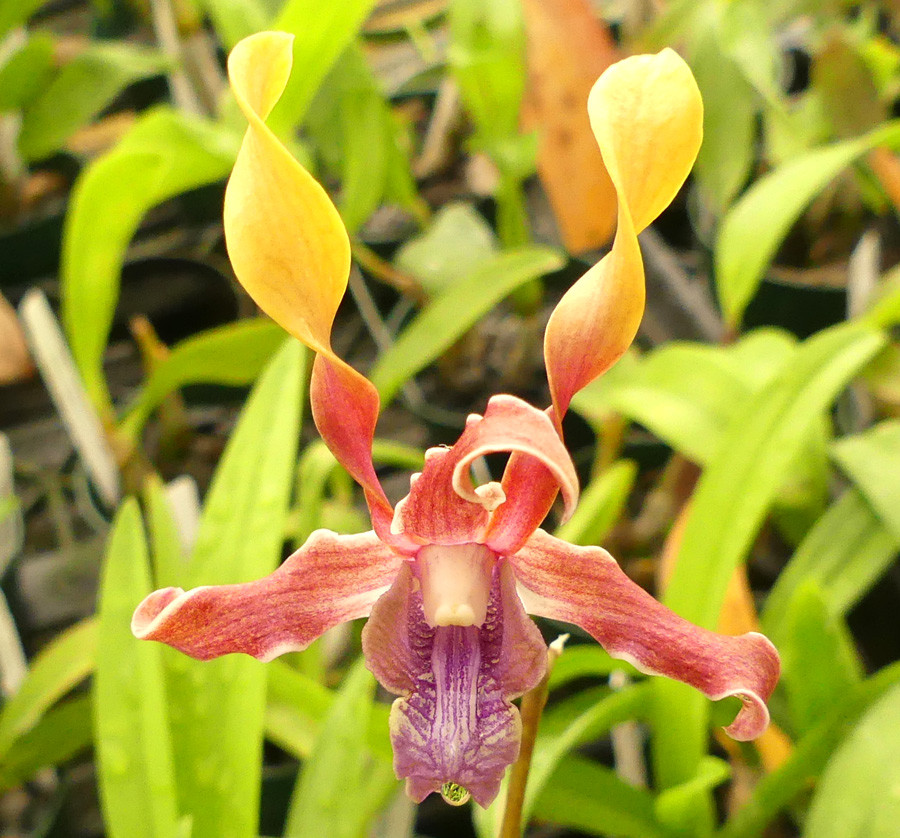 Den. Oborozuki |Odoms Orchids