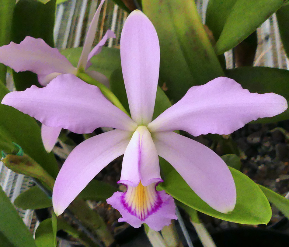 Cattleya violacea var. concolor Odoms Orchids