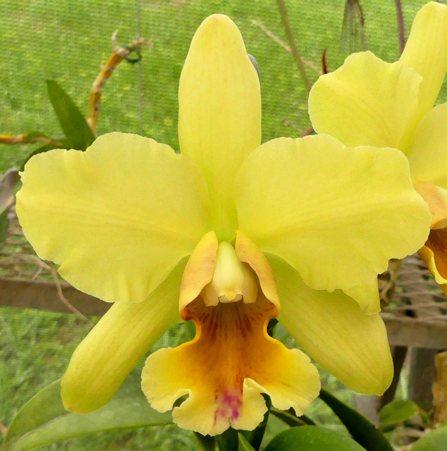 Blc. Odom's Green Light |Odoms Orchids