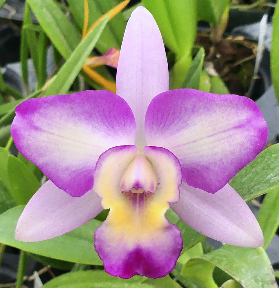C. Orchidglade 'SVO' x Lc. Tropical Song 'Tango' |Odoms Orchids